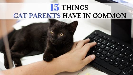 15 Things Cat Parents Have in Common